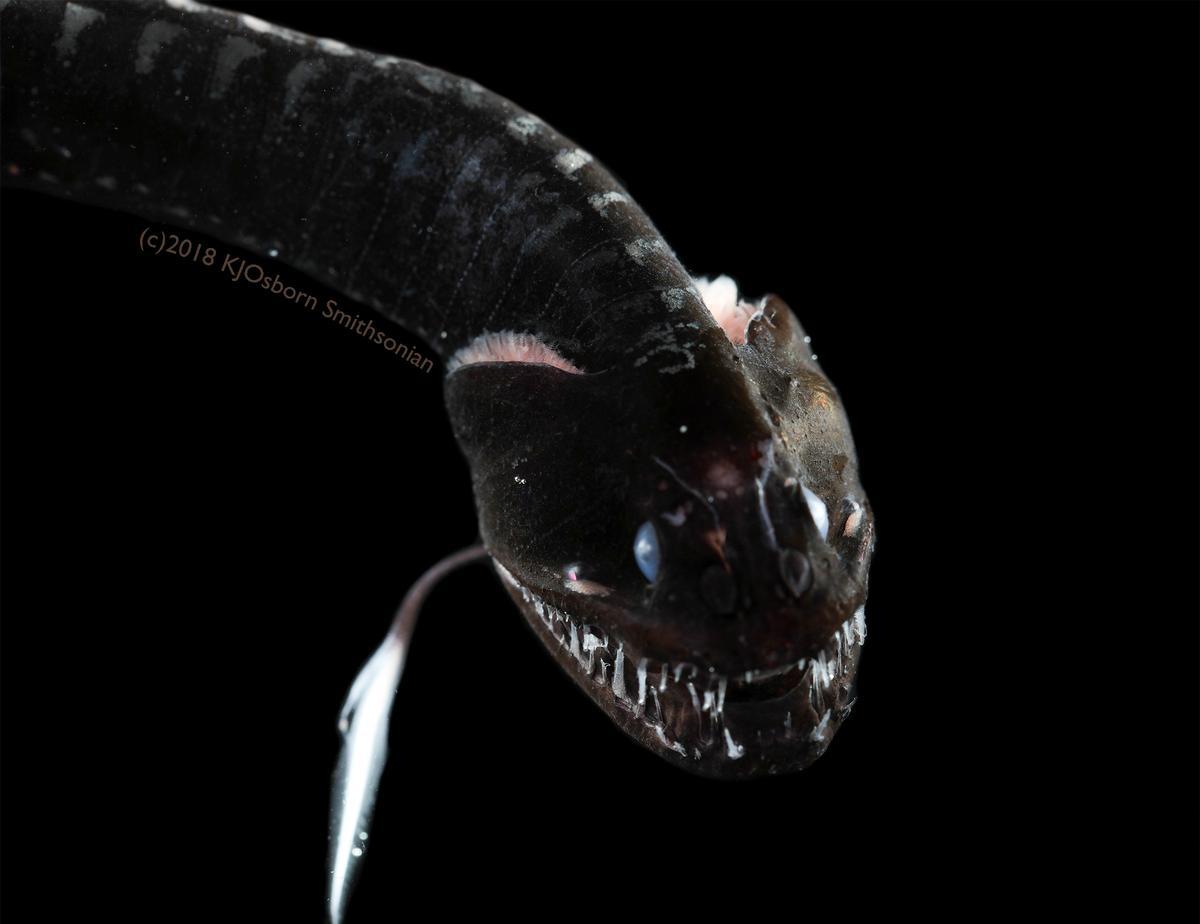 Scientists unravel secrets of ultra-black fish swimming the deepest ... Scientists unravel secrets of ultra-black fish swimming the deepest ...